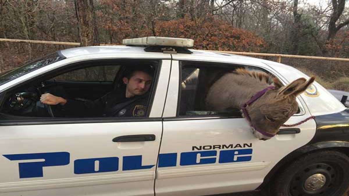 Police Arrest A Donkey In America - DriveSpark