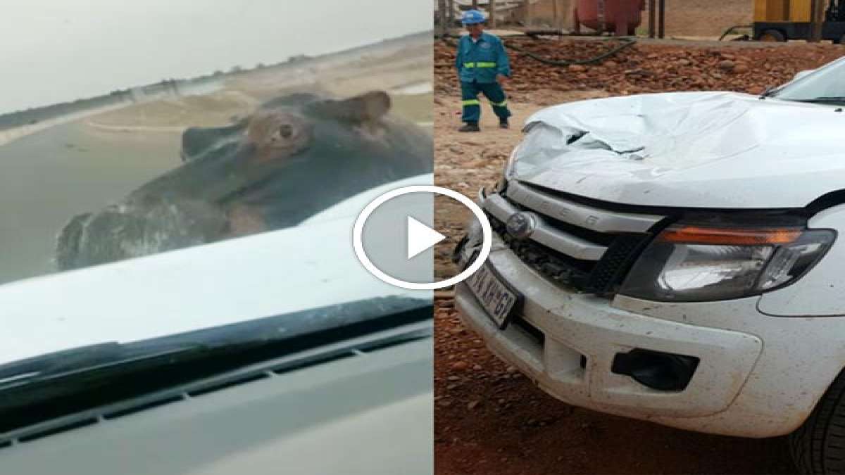 Raging Hippo Smashes Into Ford Ranger Pickup Truck In South Africa ...
