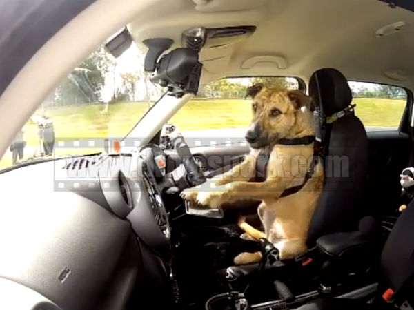 Dogs Trained To Drive | Mini Countryman| New Zealand | Pass Driving ...