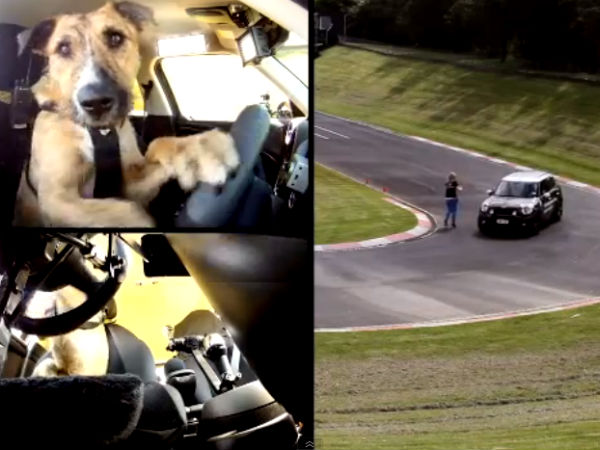 Dogs Trained To Drive | Mini Countryman| New Zealand | Pass Driving ...