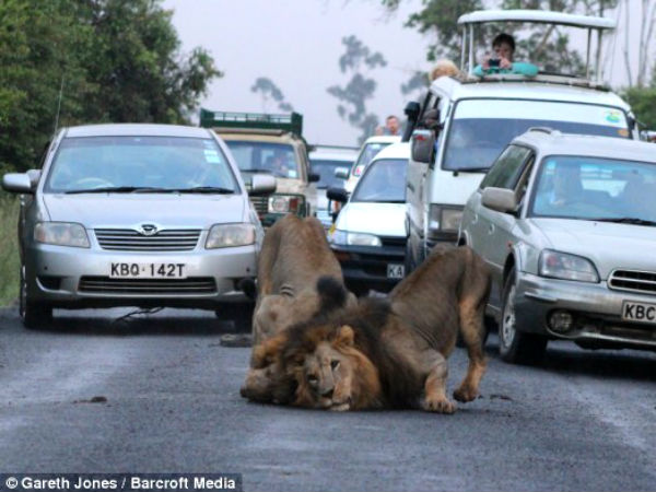 Lions Stop Traffic | On Highway | Near Nairobi National Park | Kenya ...