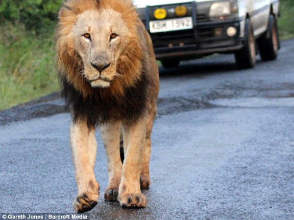 Lions Stop Traffic | On Highway | Near Nairobi National Park | Kenya ...