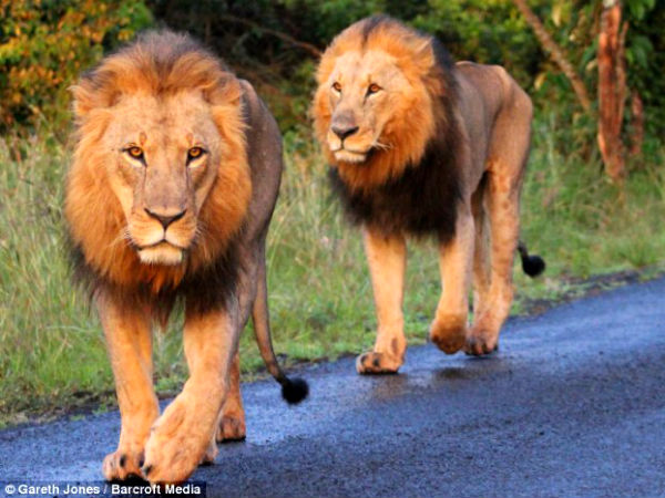 Lions Stop Traffic | On Highway | Near Nairobi National Park | Kenya ...