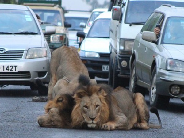 Lions Stop Traffic | On Highway | Near Nairobi National Park | Kenya ...