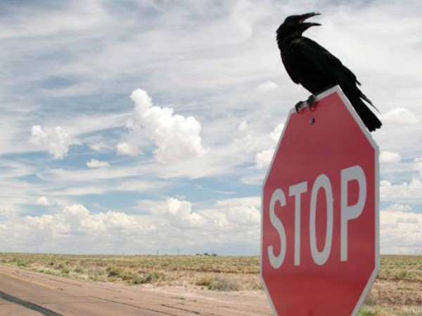 Birds Are Aware Of Road Speed Limits, Conclude Researchers - DriveSpark