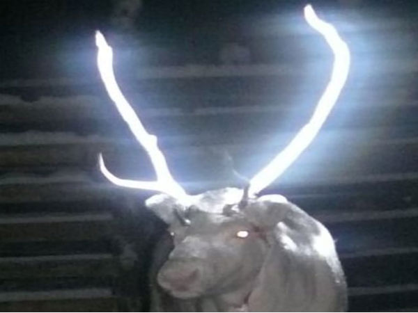Reindeers Antlers In Finland To Get Reflective Paint To Warn Motorists ...