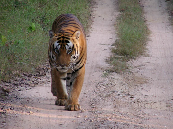 Land Rover Freelander To Help Save Indian Tigers - DriveSpark News