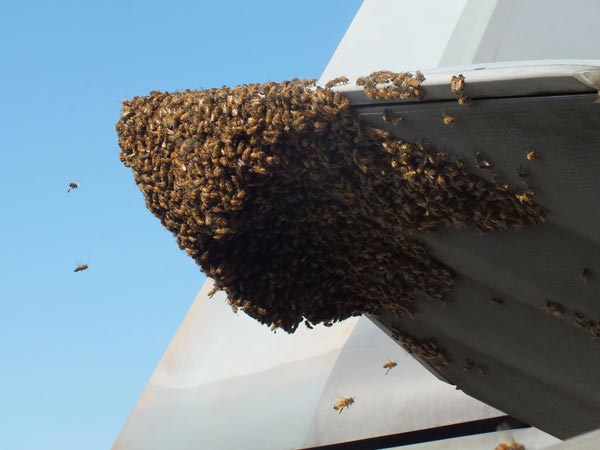 Honey Bees Set Up Home In F-22 Raptor - DriveSpark