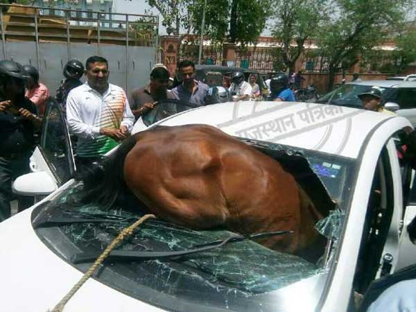 Horse Collides With Car In A Freak Accident - DriveSpark