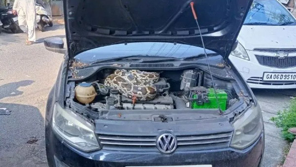 Python Found Resting Inside A Volkswagen Polo – Here’s What You Should ...