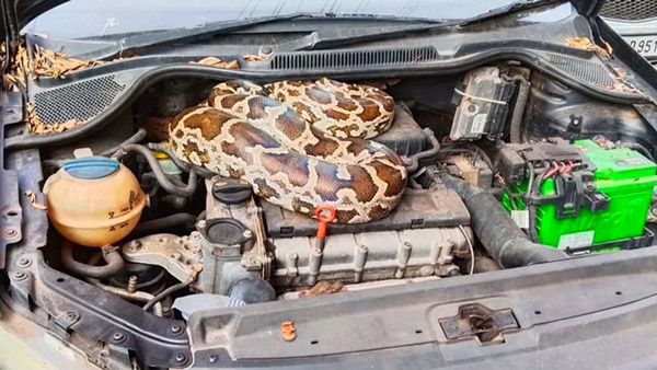 Python Found Resting Inside A Volkswagen Polo – Here’s What You Should ...